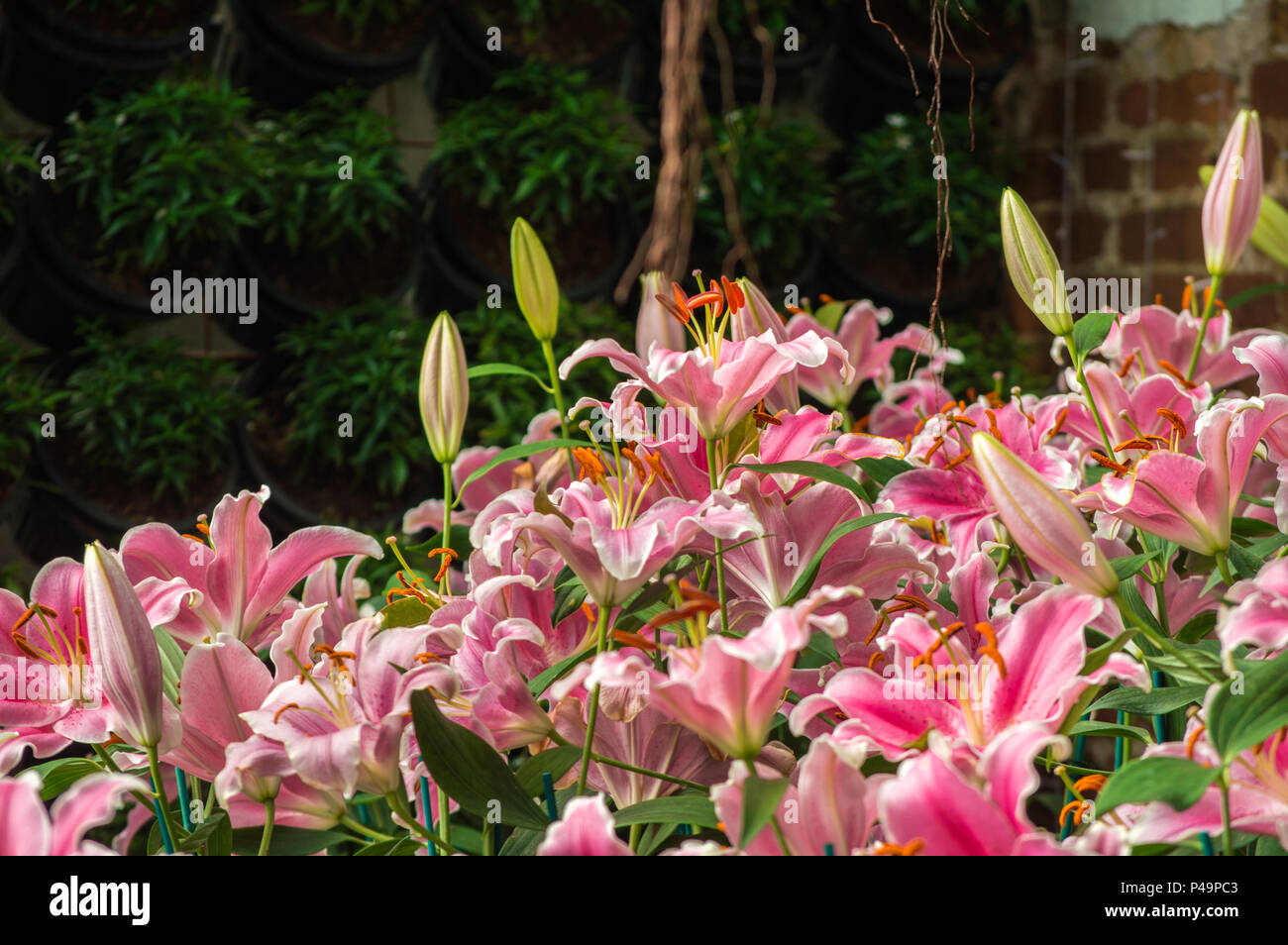 Lily, beautiful lily in the garden Stock Photo - Alamy