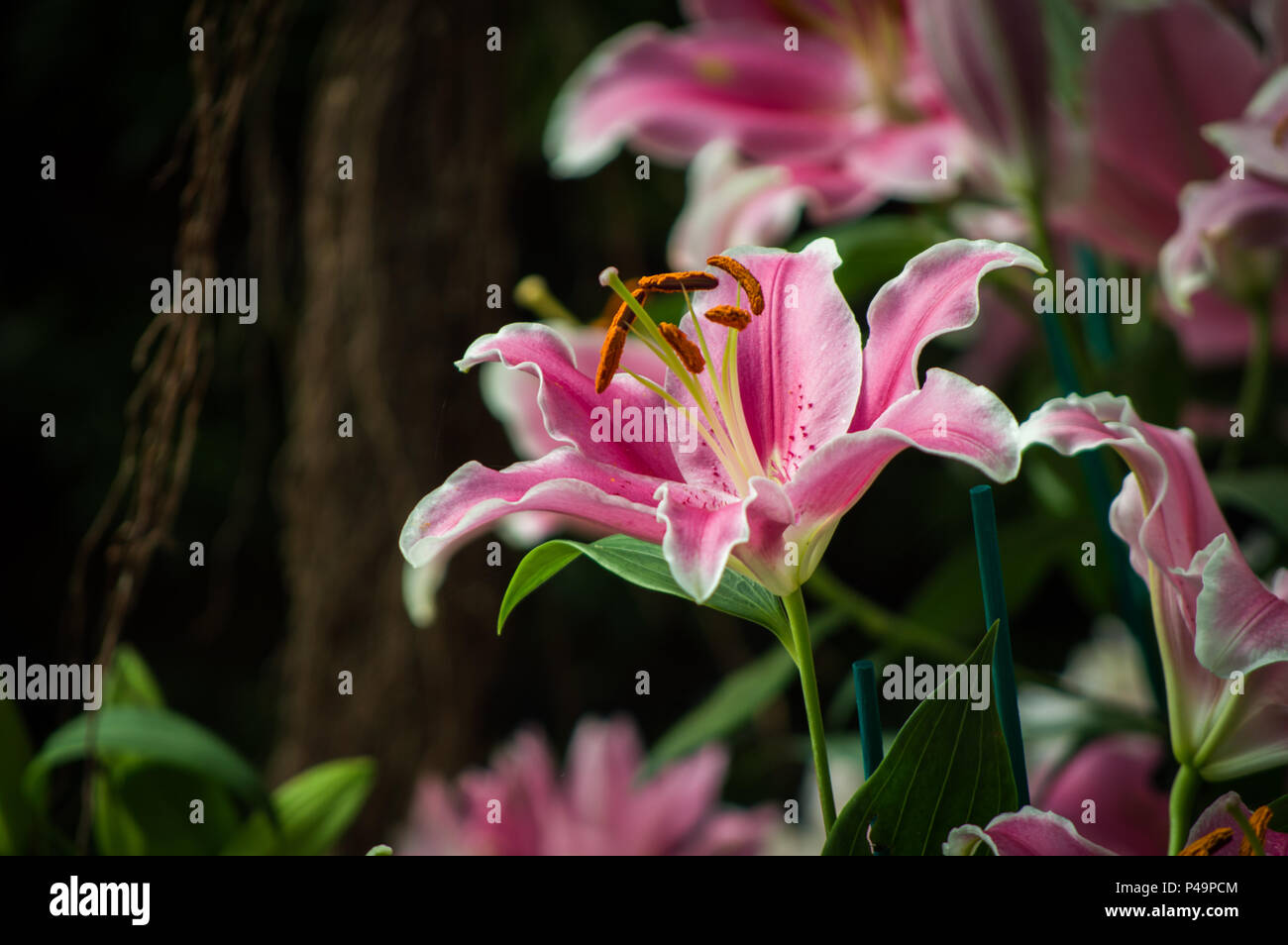 Lily, beautiful lily in the garden Stock Photo - Alamy