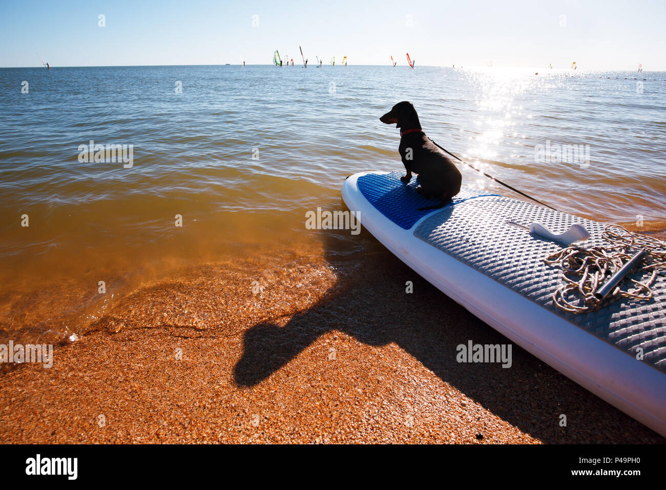 Dachshund sitting on windsurf board at the beach. Cute black doggy is ...