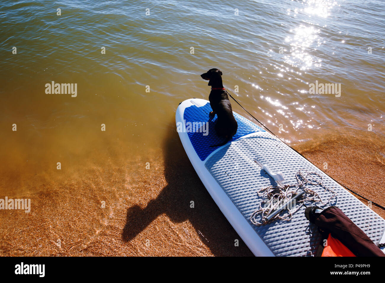 Dachshund sitting on windsurf board at the beach. Cute black doggy is ...