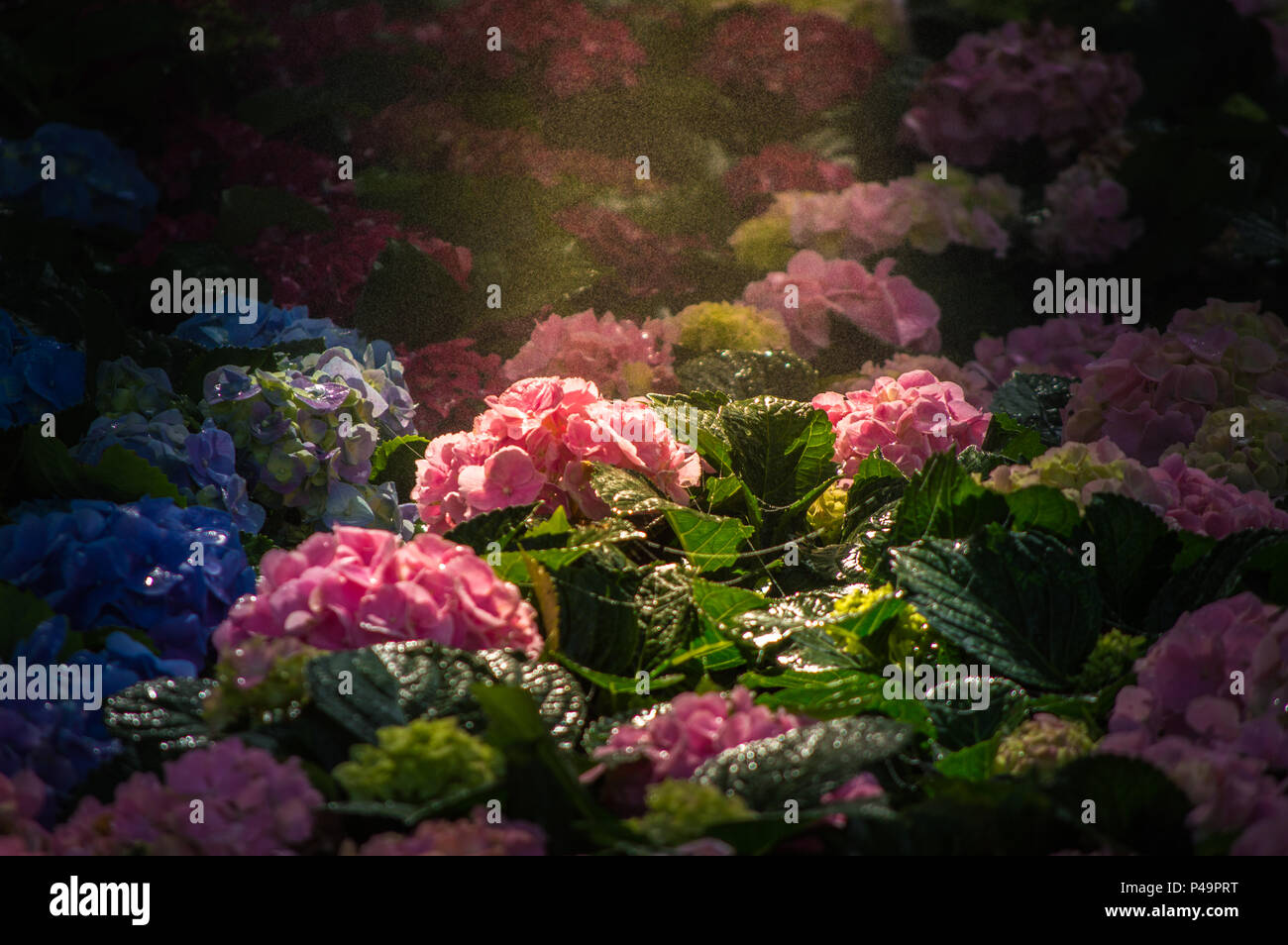 Hydrangea , beautiful hydrangea flowers in the garden Stock Photo - Alamy