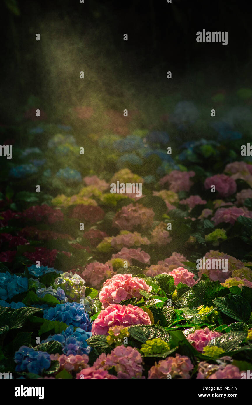 Hydrangea , beautiful hydrangea flowers in the garden Stock Photo - Alamy