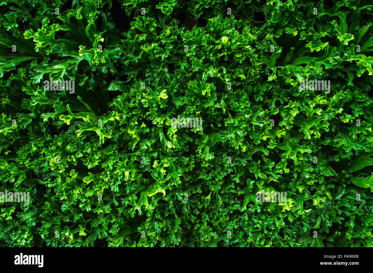 Plant wall texture hi-res stock photography and images - Alamy