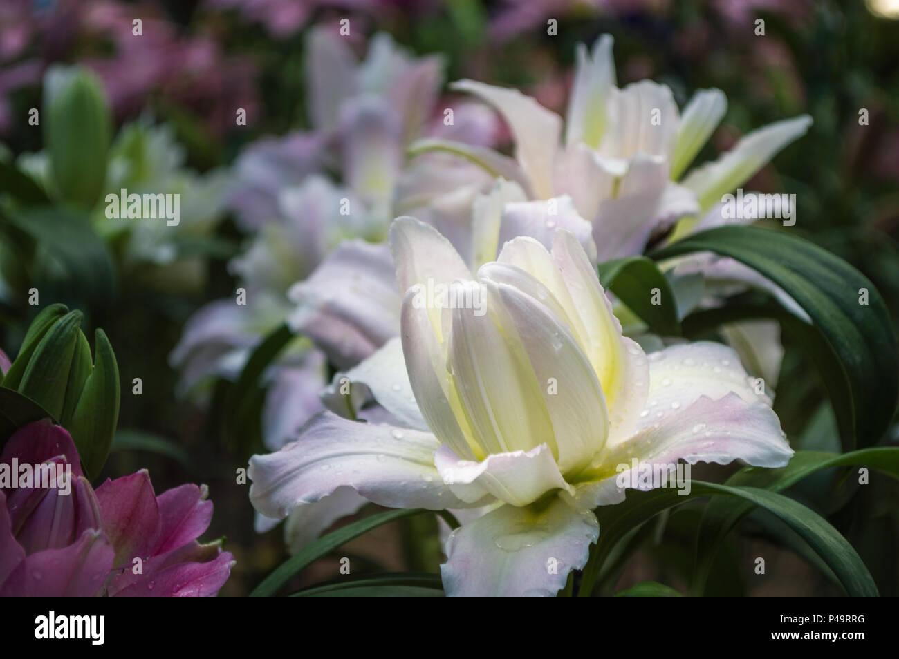 Lily, beautiful lily in the garden Stock Photo - Alamy