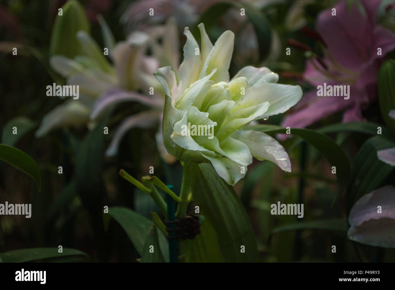 Lilies are beautiful High Resolution Stock Photography and Images - Alamy