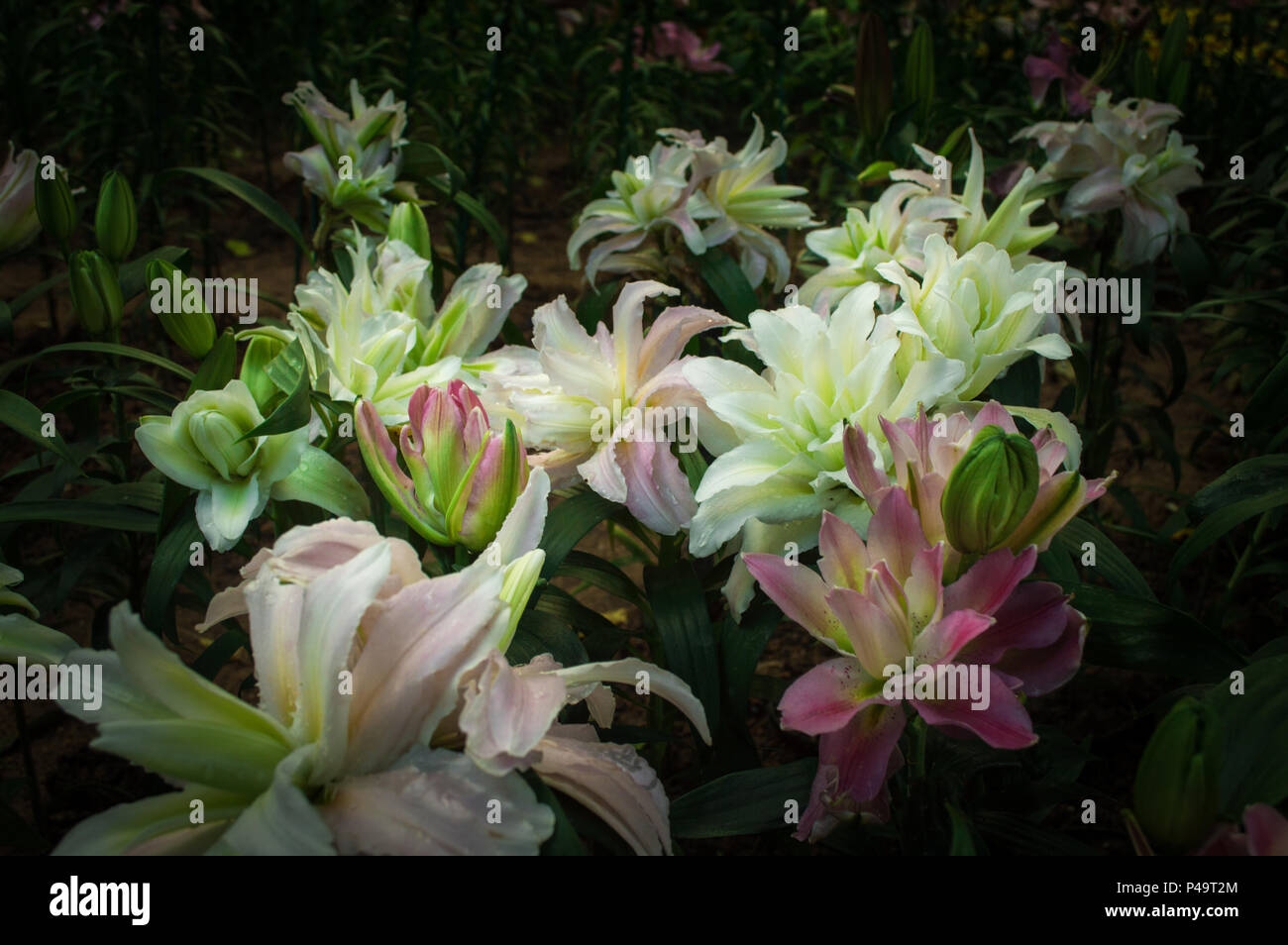 Lily, beautiful lily in the garden Stock Photo - Alamy