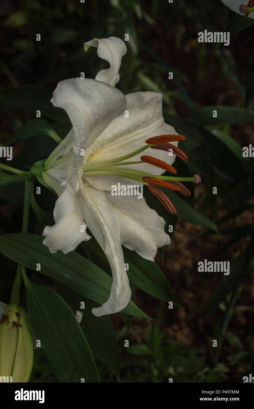 Lilies are beautiful High Resolution Stock Photography and Images - Alamy
