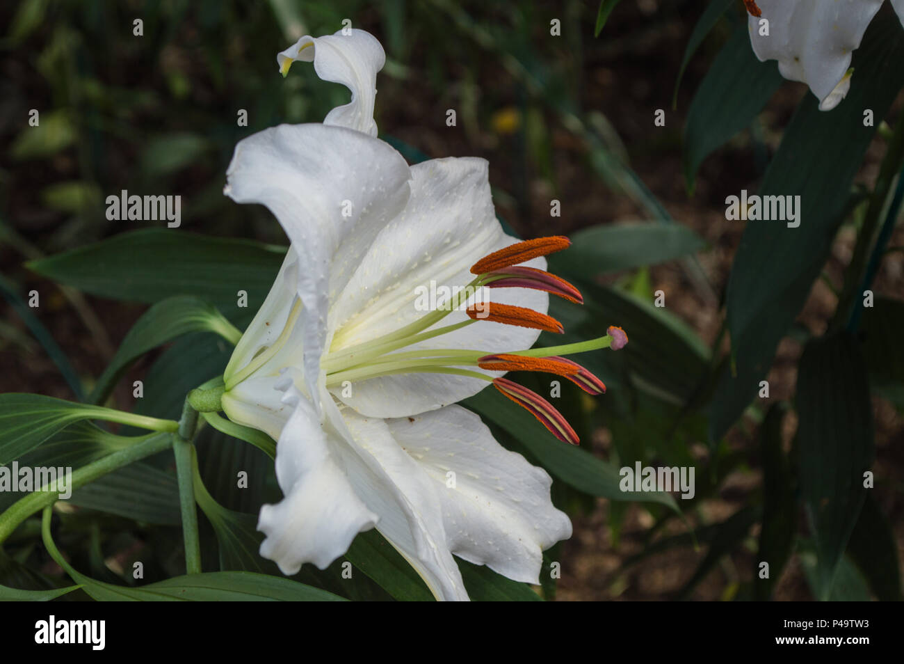 Lily, beautiful lily in the garden Stock Photo - Alamy