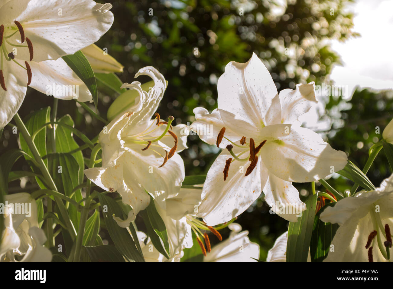 Lilies are beautiful High Resolution Stock Photography and Images - Alamy