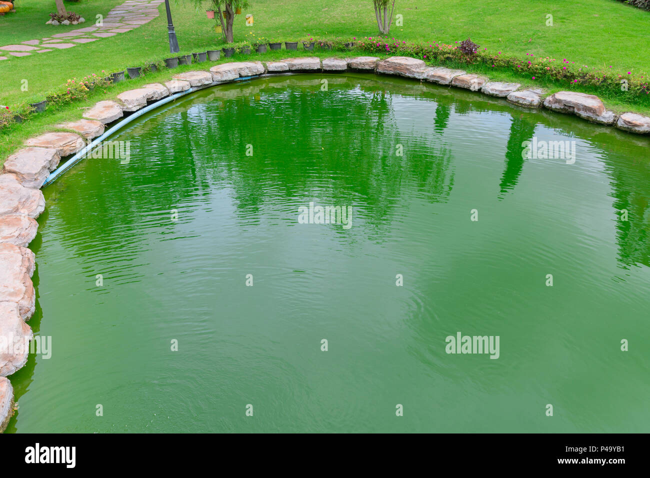 green water pond tropical lake, ecology of alga in swamp Stock Photo ...
