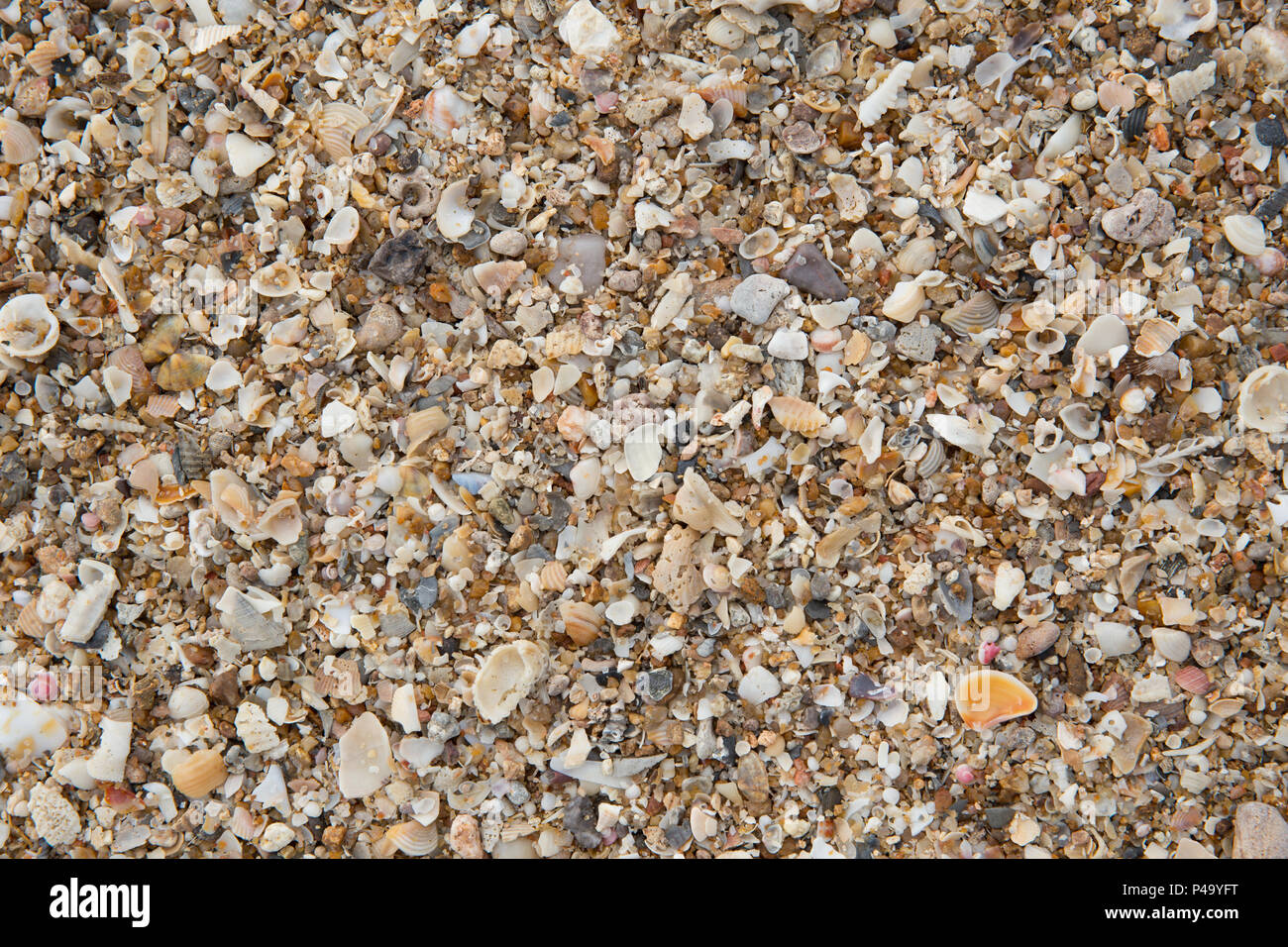 closeup macro high detail of seabeach sand and small sea shell texture ...