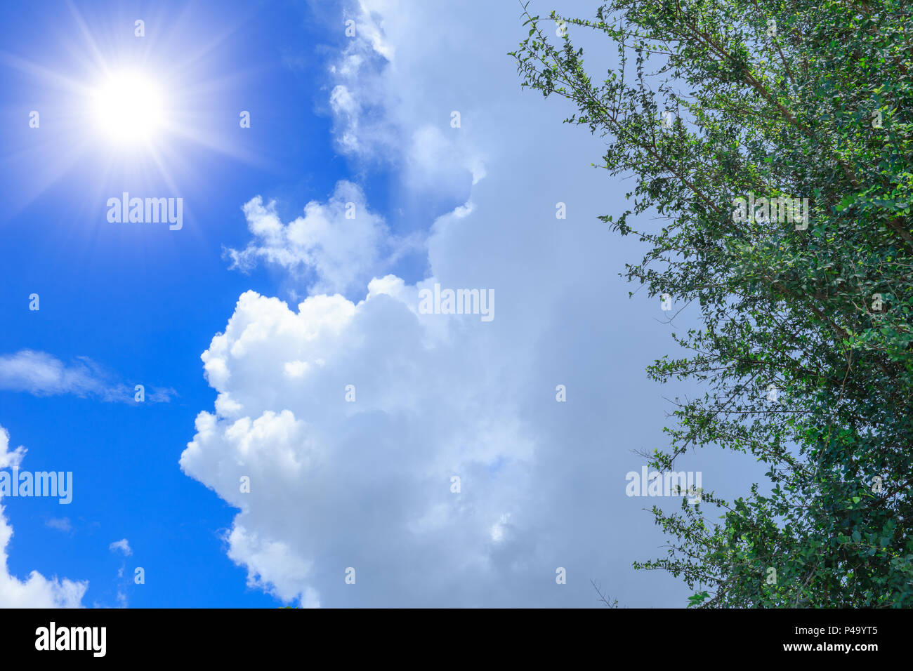 summer sky cloud tree and sunny day Stock Photo - Alamy