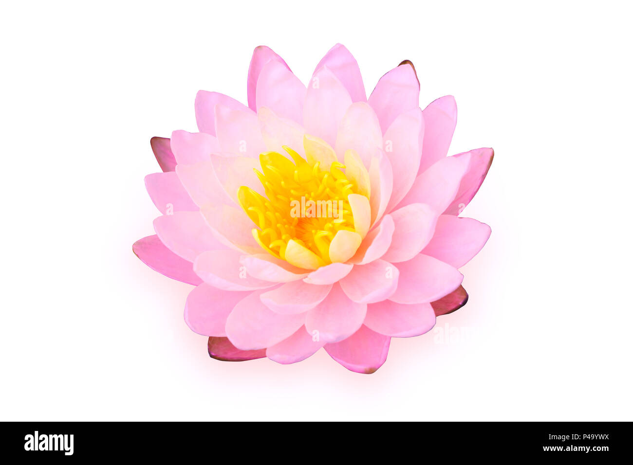 pink lotus isolated on white with path Stock Photo - Alamy