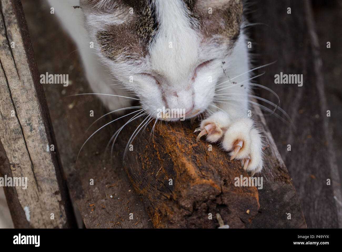 Talons claws foot hi-res stock photography and images - Alamy