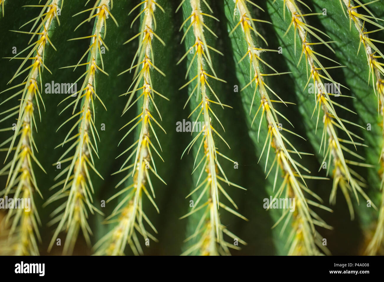 closeup cactus thorn. nature pattern Stock Photo - Alamy