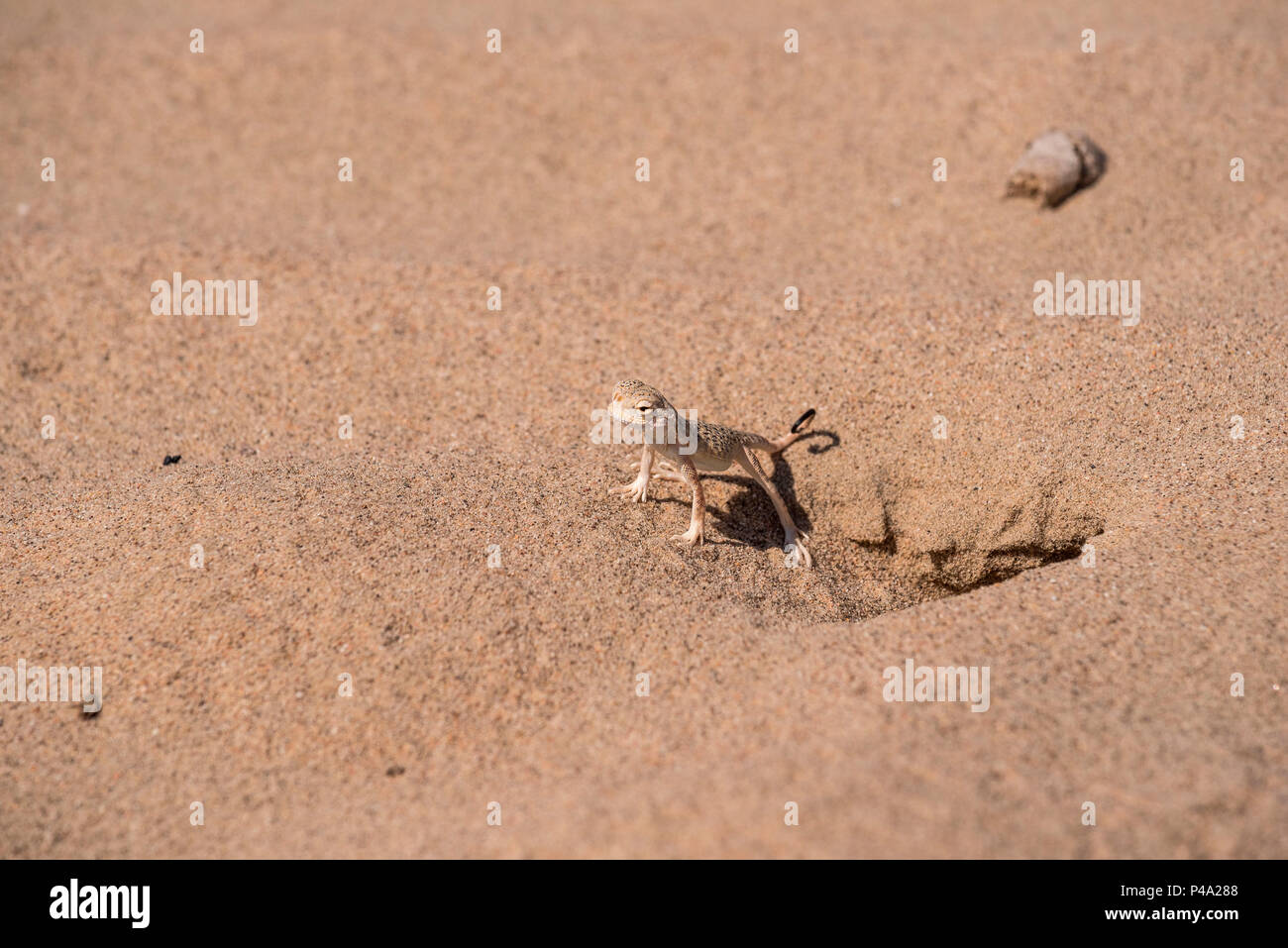 Desert lizard at caspian depression desert hi-res stock photography and ...