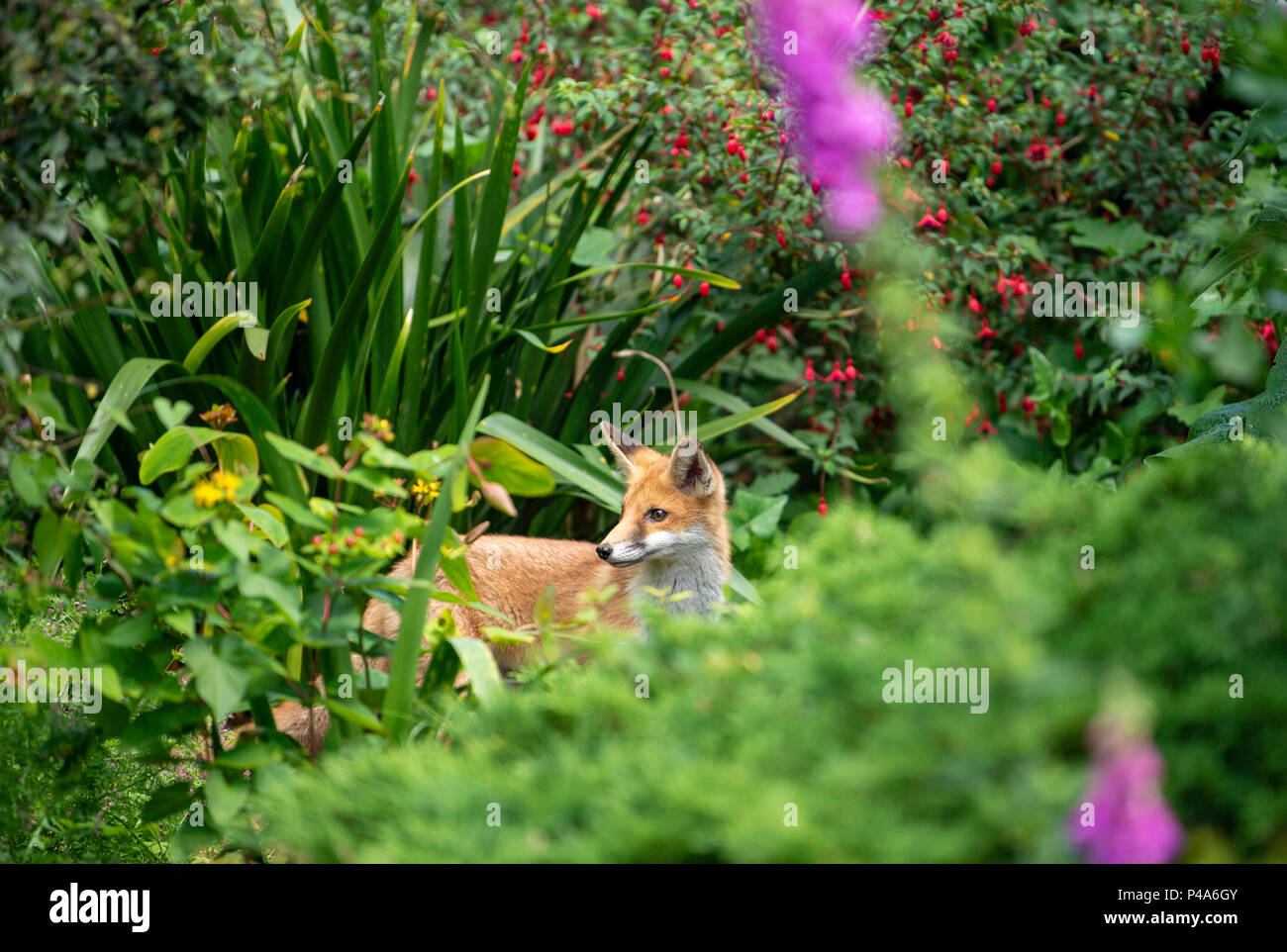 Brighton foxes hi-res stock photography and images - Alamy