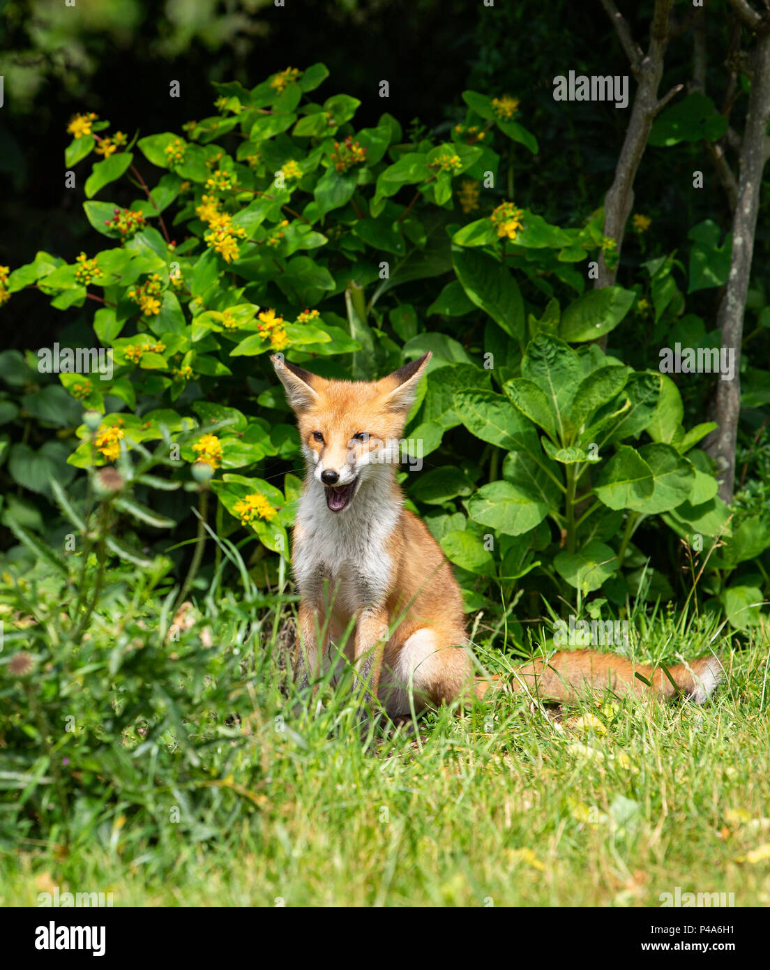Foxes in gardens hi-res stock photography and images - Alamy