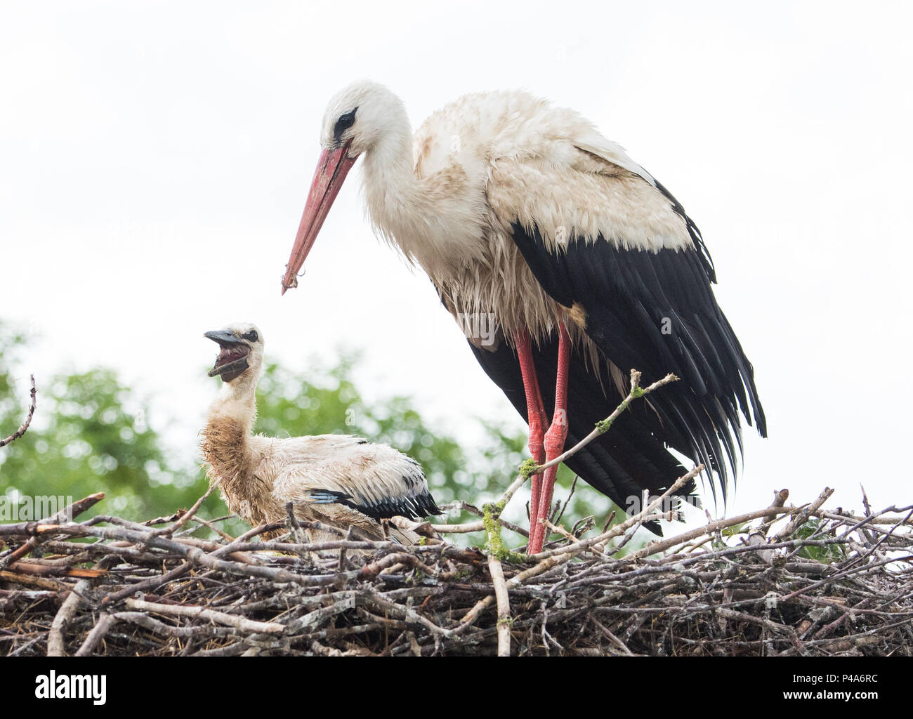 Hamburg, Germany. 21st June, 2018. Stork father Fiete feeding his ...