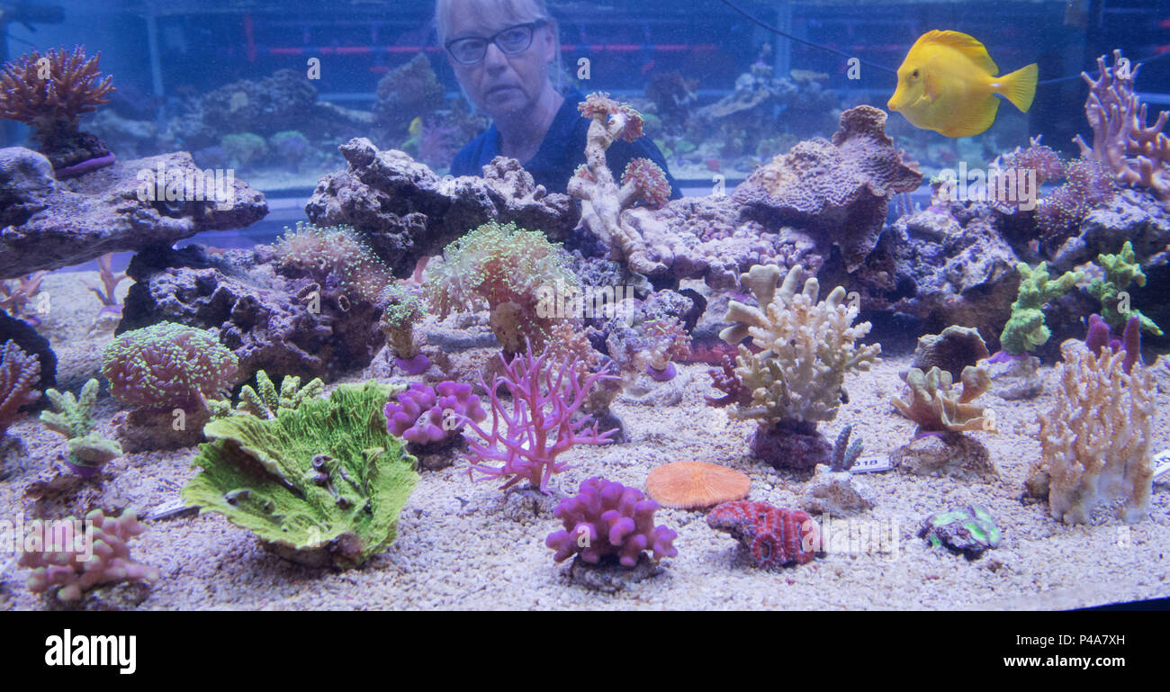 18.06.2018, Mecklenburg-Western Pomerania, Stralsund: In a coral ...