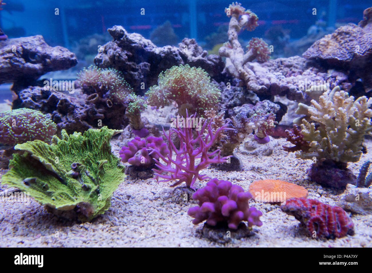 18.09.2018, Mecklenburg-Vorpommern, Stralsund: In a coral breeding room ...