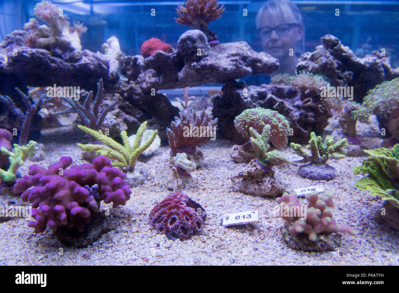 18.09.2018, Mecklenburg-Vorpommern, Stralsund: In a coral breeding room ...