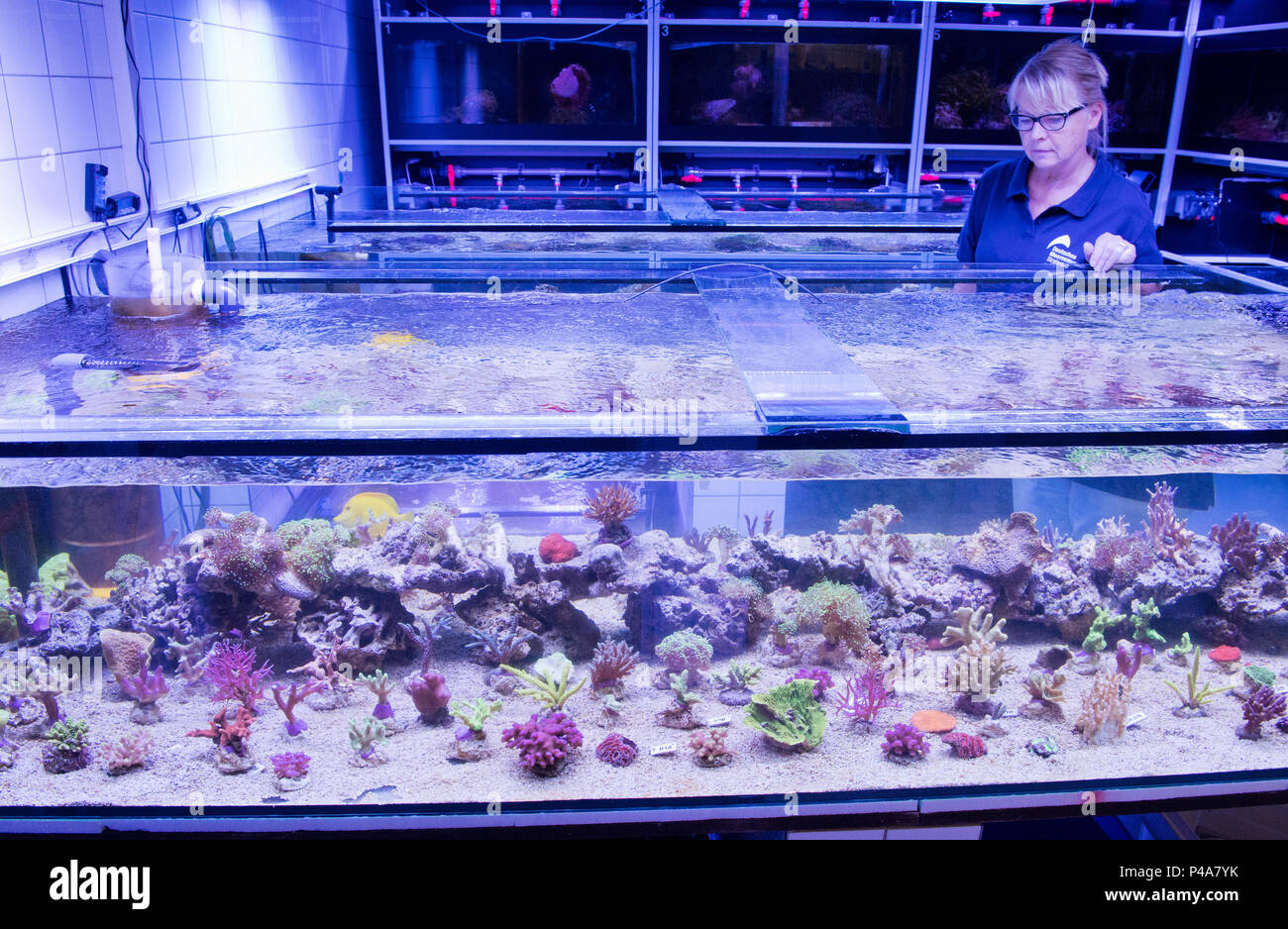 18.06.2018, Mecklenburg-Western Pomerania, Stralsund: In a coral ...