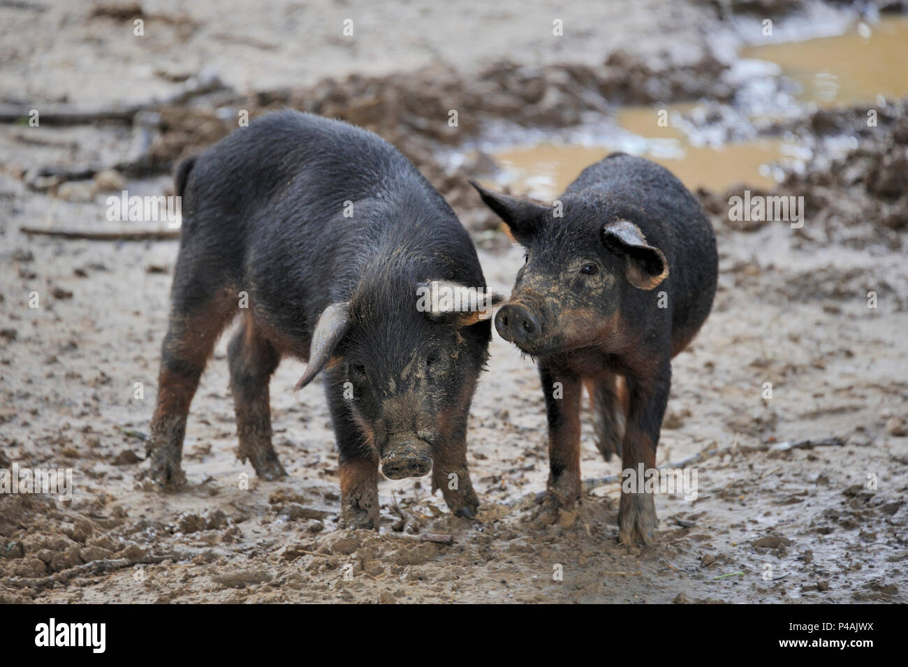 Two Hungarain Mangalica pigs walking around in the mud Stock Photo - Alamy