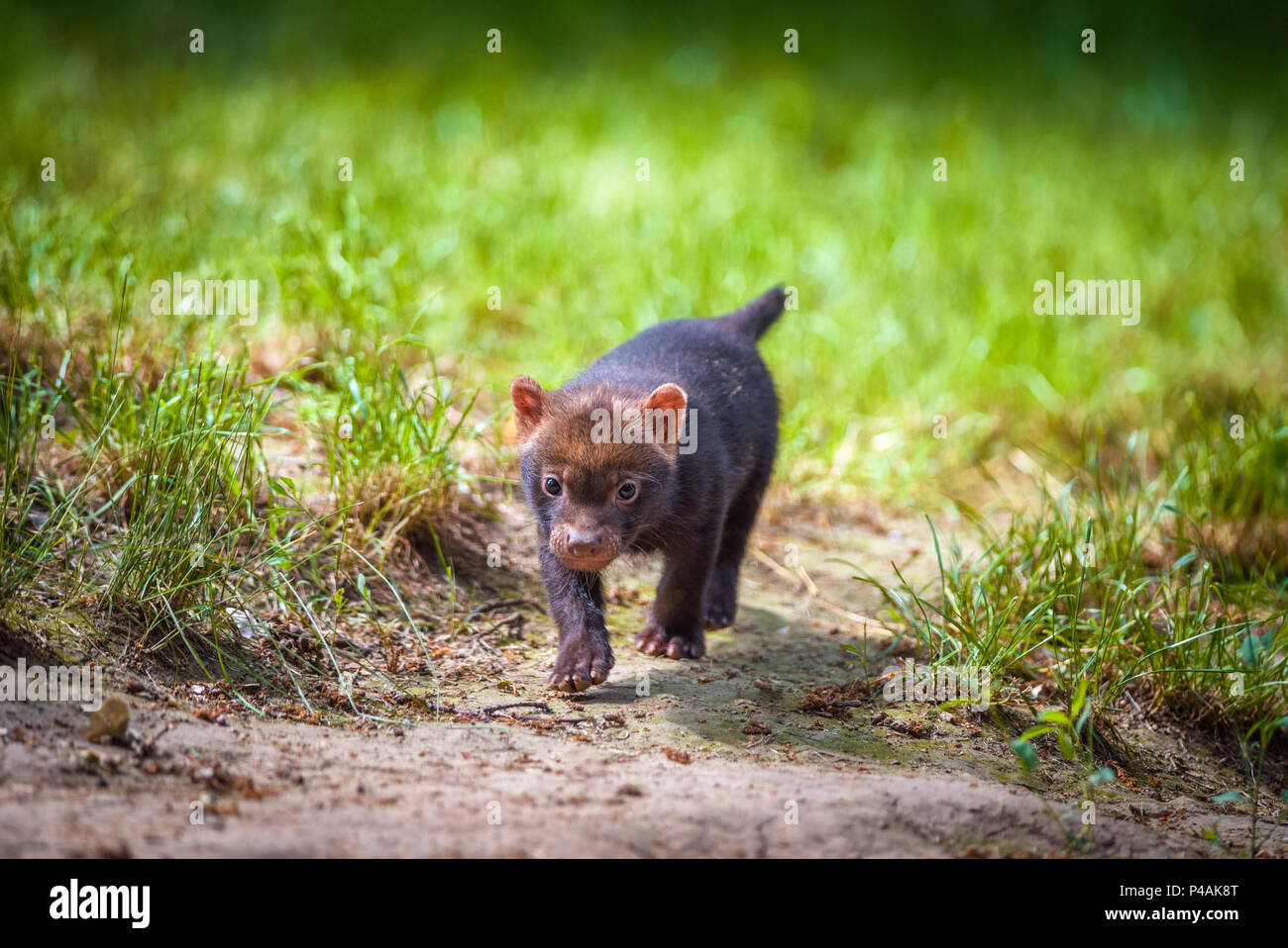 Portrait of a bush dog puppy Stock Photo - Alamy