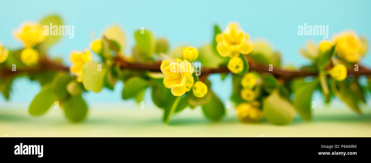 Spring blossoming barberry branch with green leaves, barbs and yellow ...