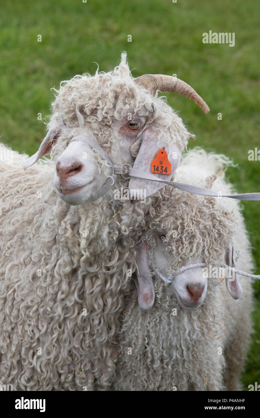 Farmed goat hi-res stock photography and images - Alamy
