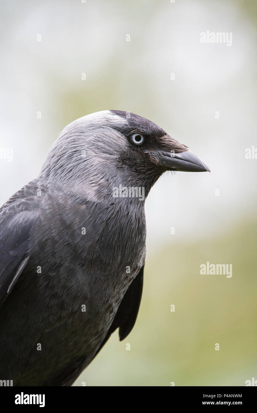 Jackdaws on feeder hi-res stock photography and images - Alamy