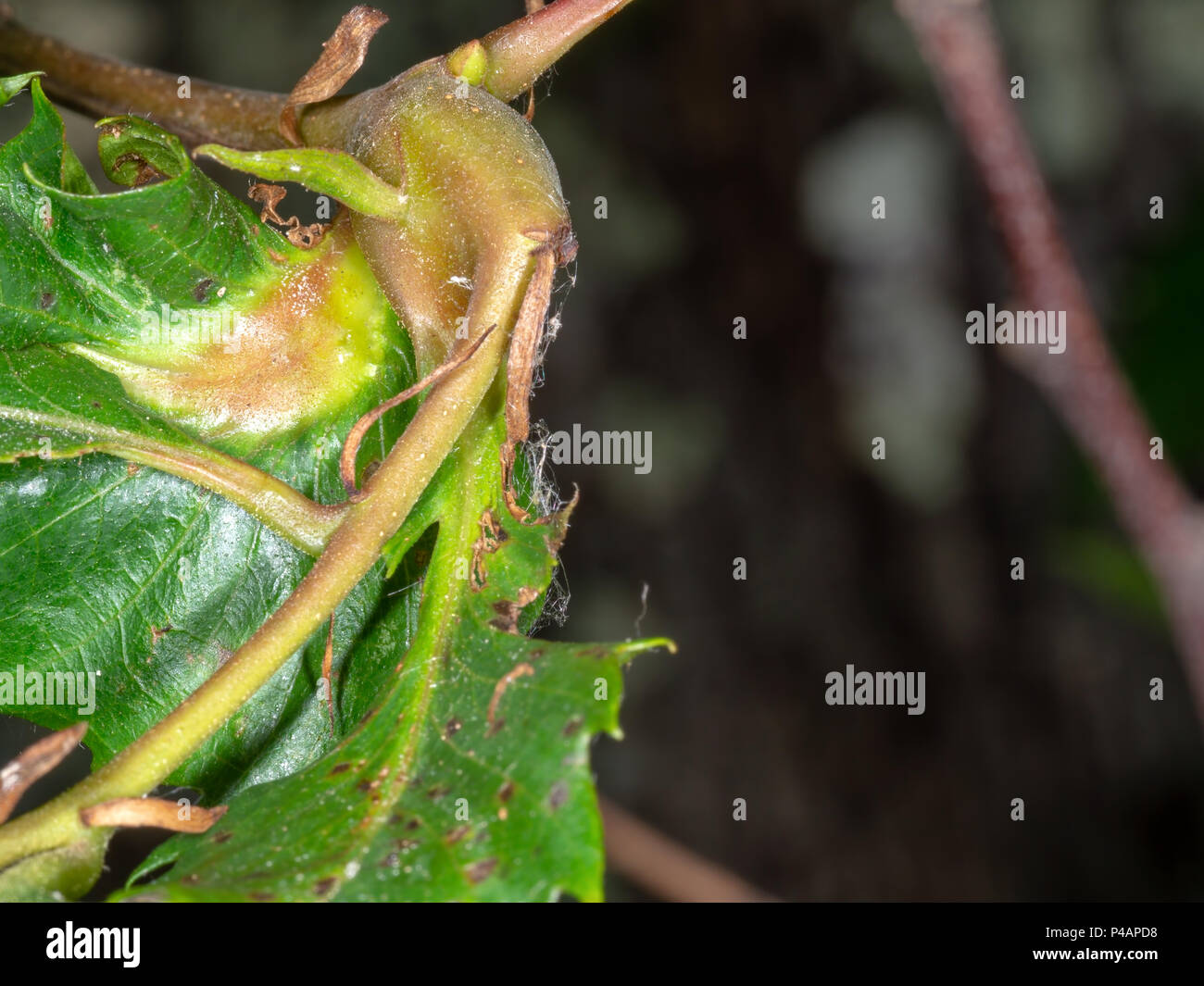 Wasp damage on sweet chestnut tree. Dryocosmus kuriphilus Stock Photo ...