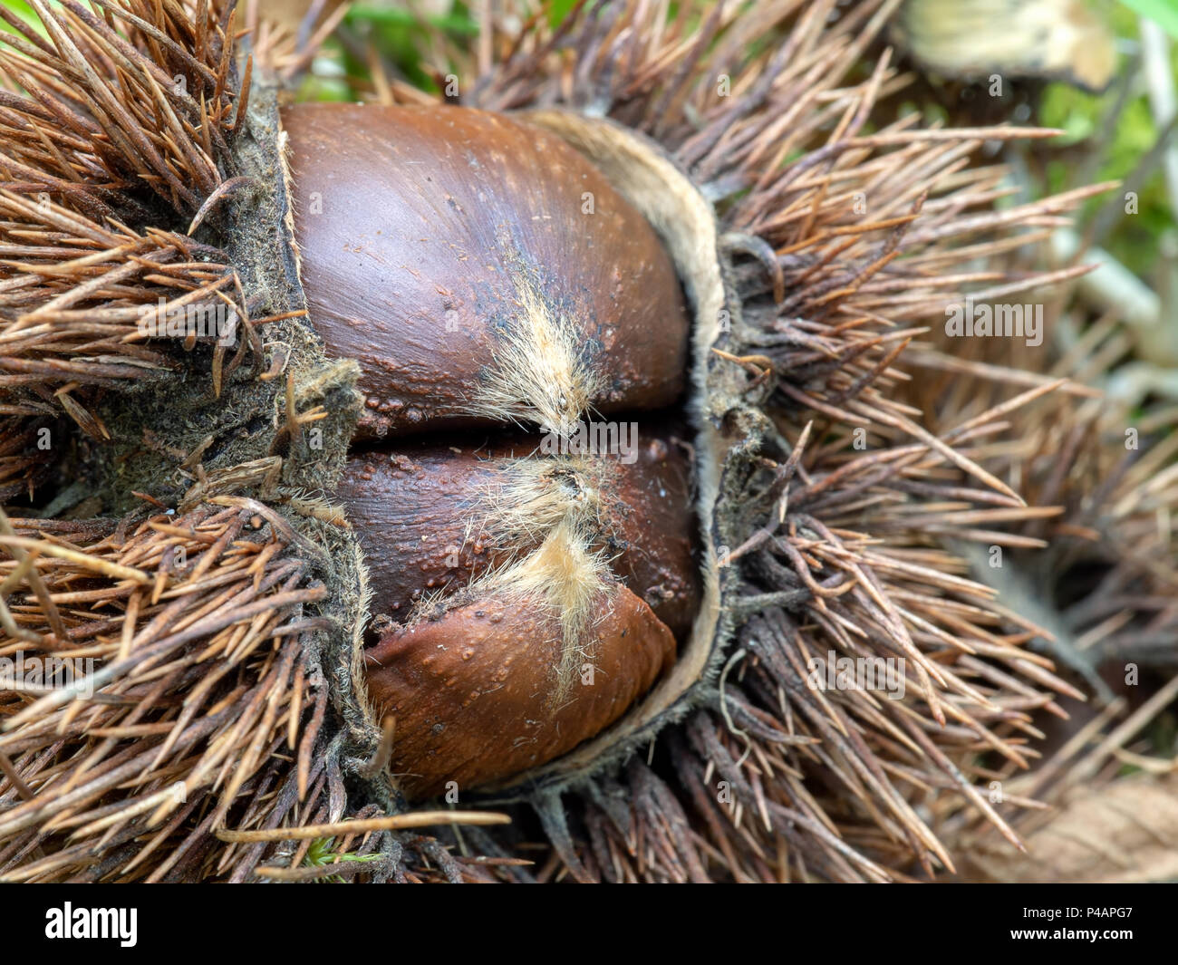 Nature detail. Sweet chestnuts Stock Photo - Alamy