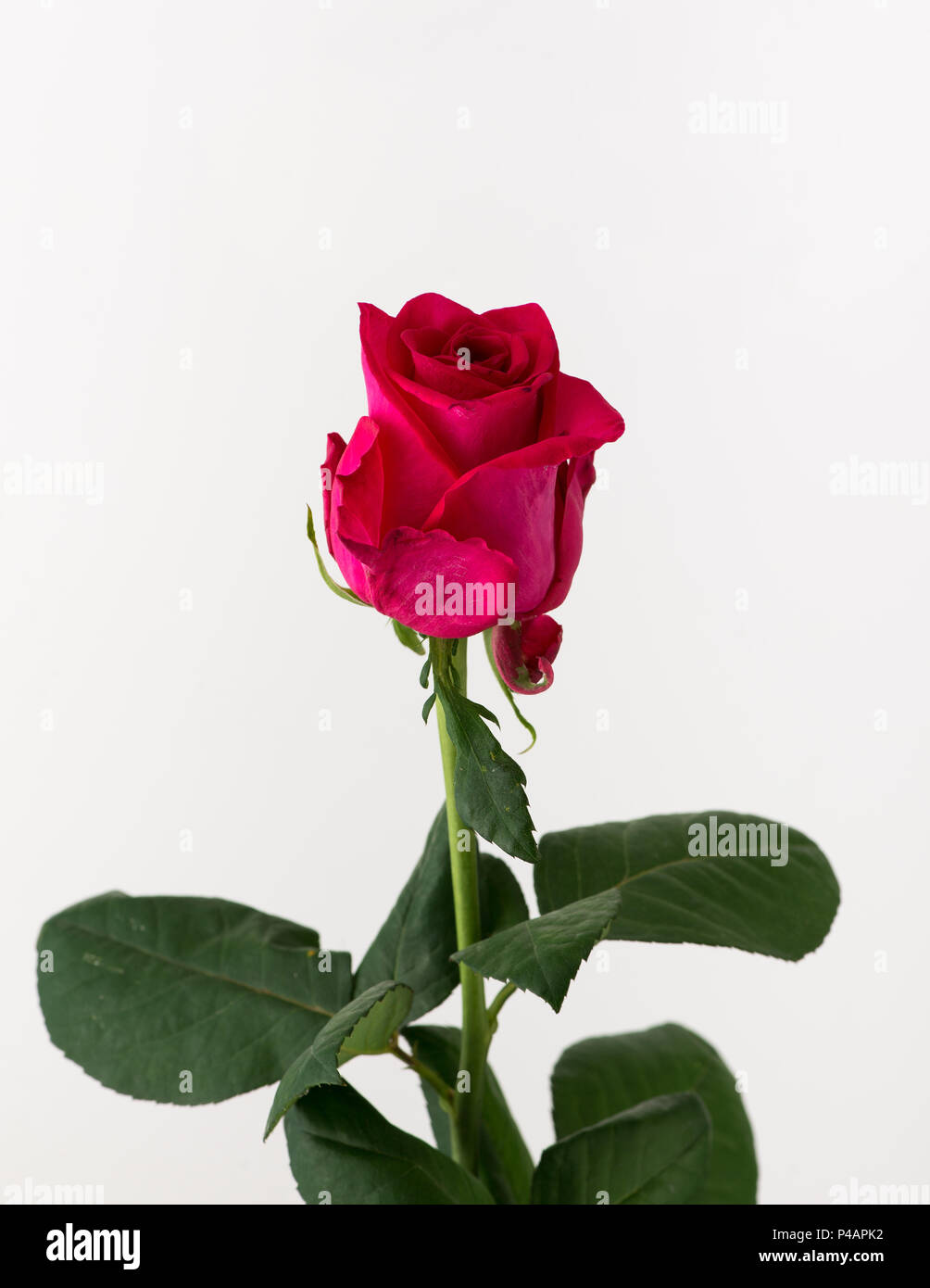 untreated and crude rose on white background Stock Photo - Alamy