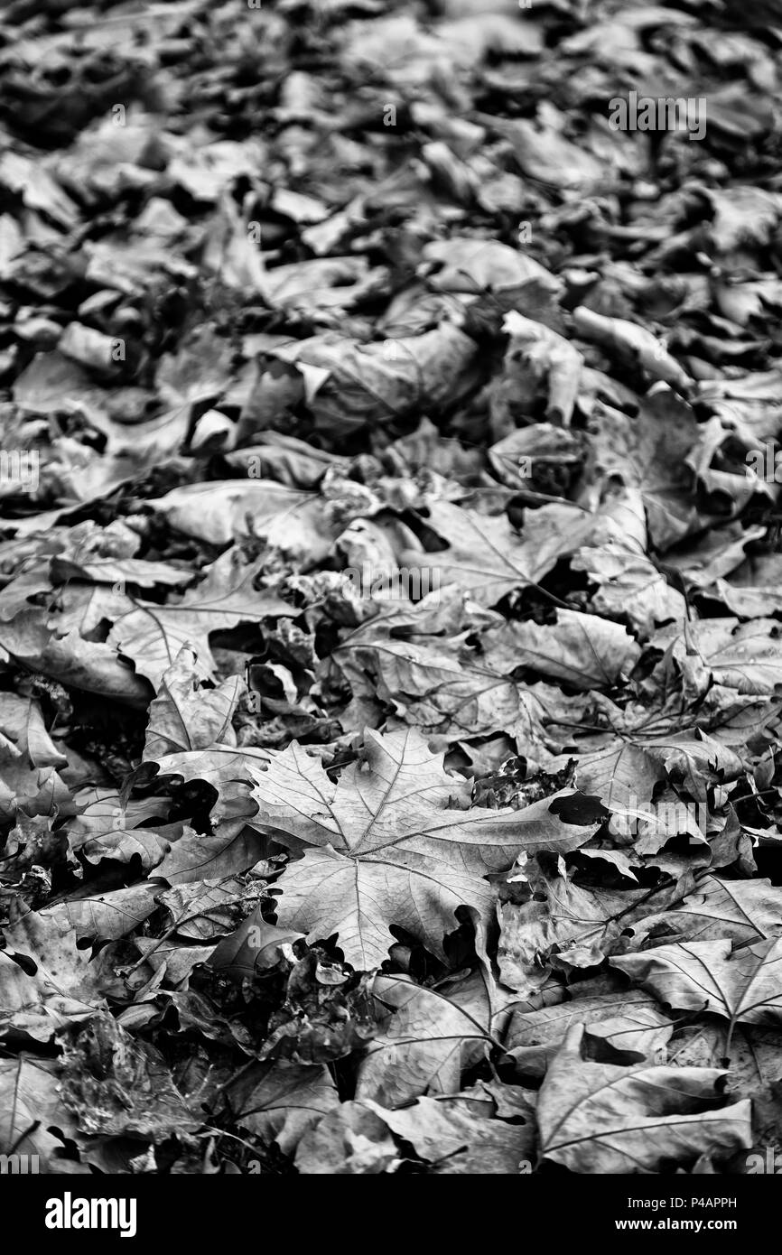 Fallen autumn leaves september Black and White Stock Photos & Images ...