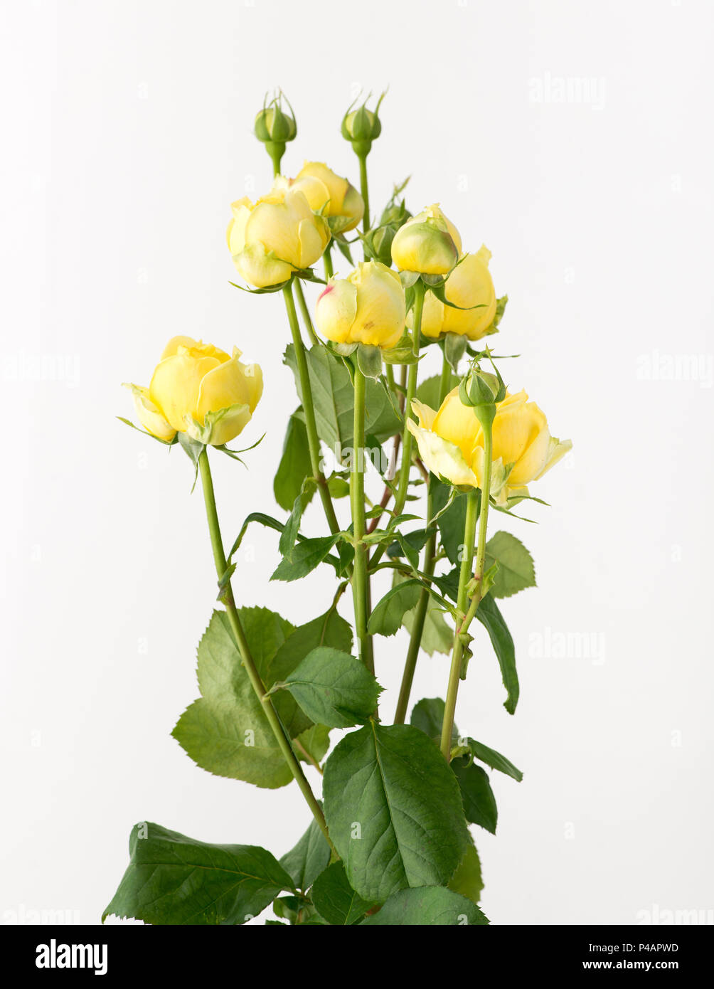 a bunch of untreated and untreated rose flowers on a white background ...