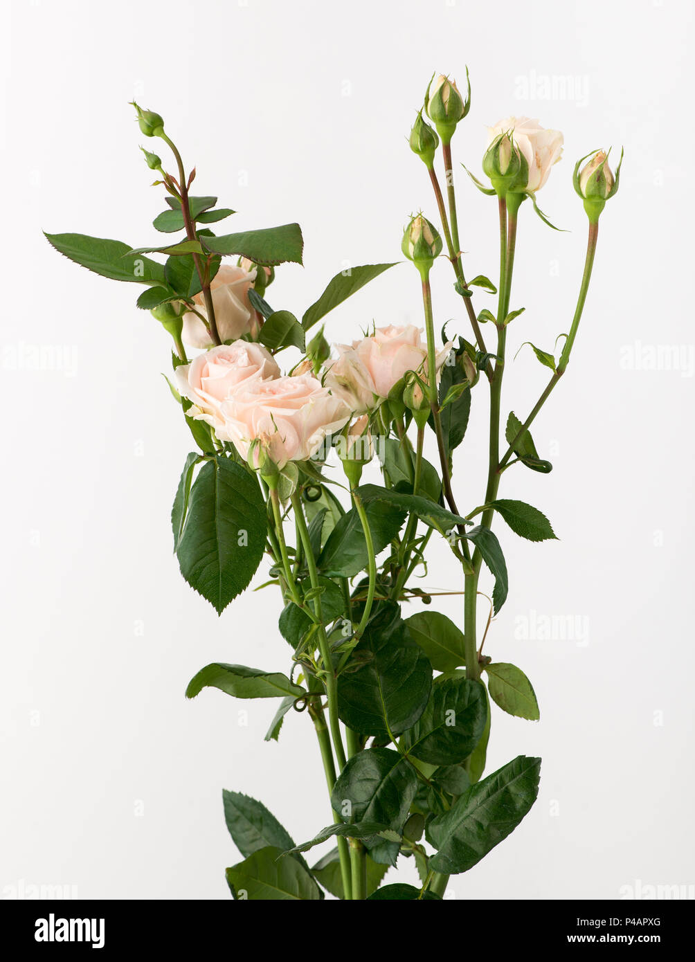 a bunch of untreated and untreated rose flowers on a white background ...