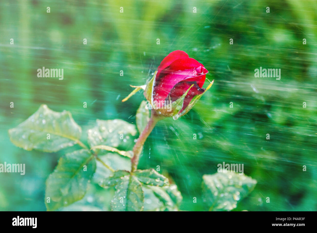One red rose with a plentiful stream of water spray and drops of water ...