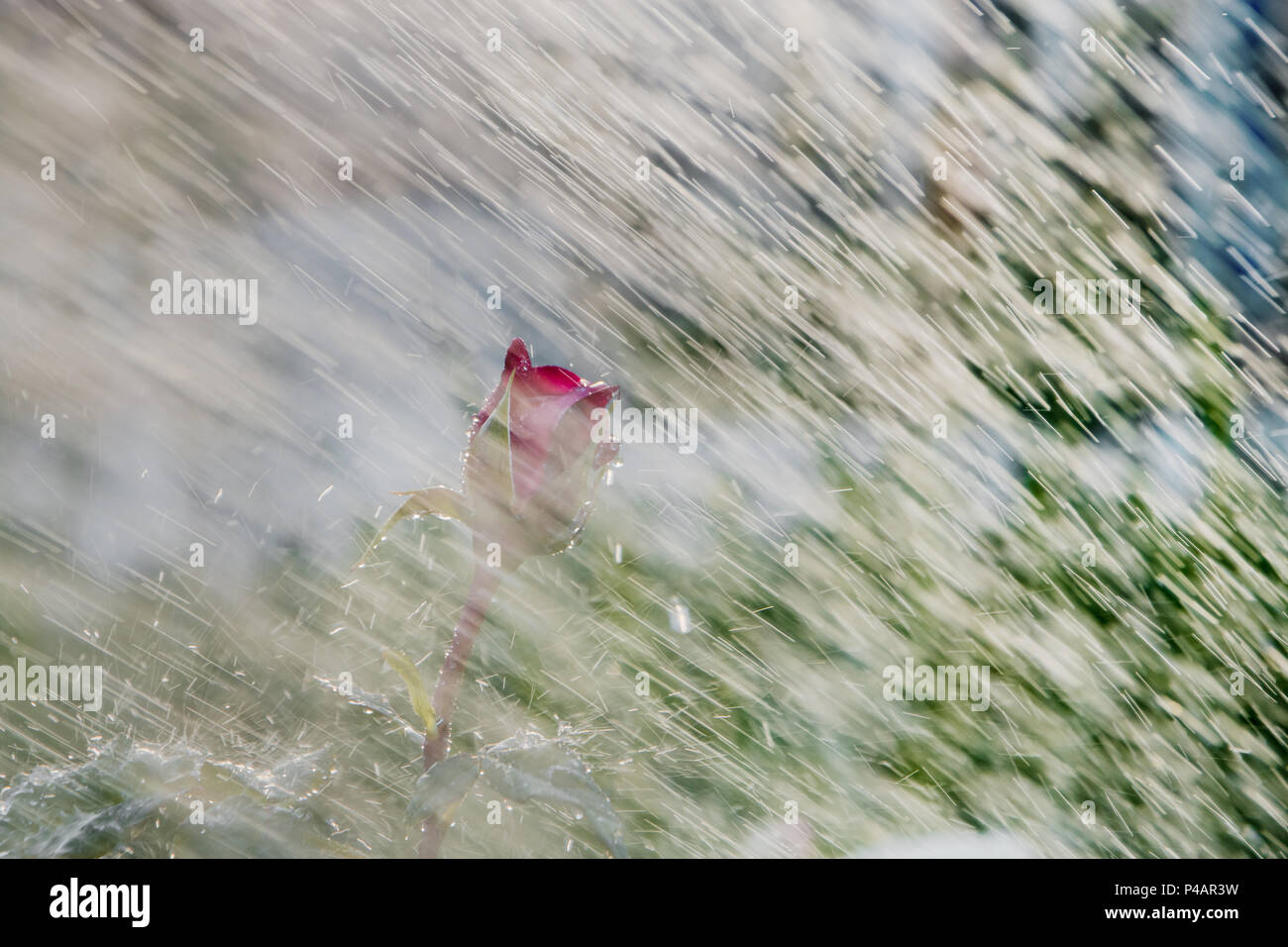 One red rose with a plentiful stream of water spray and drops of water ...