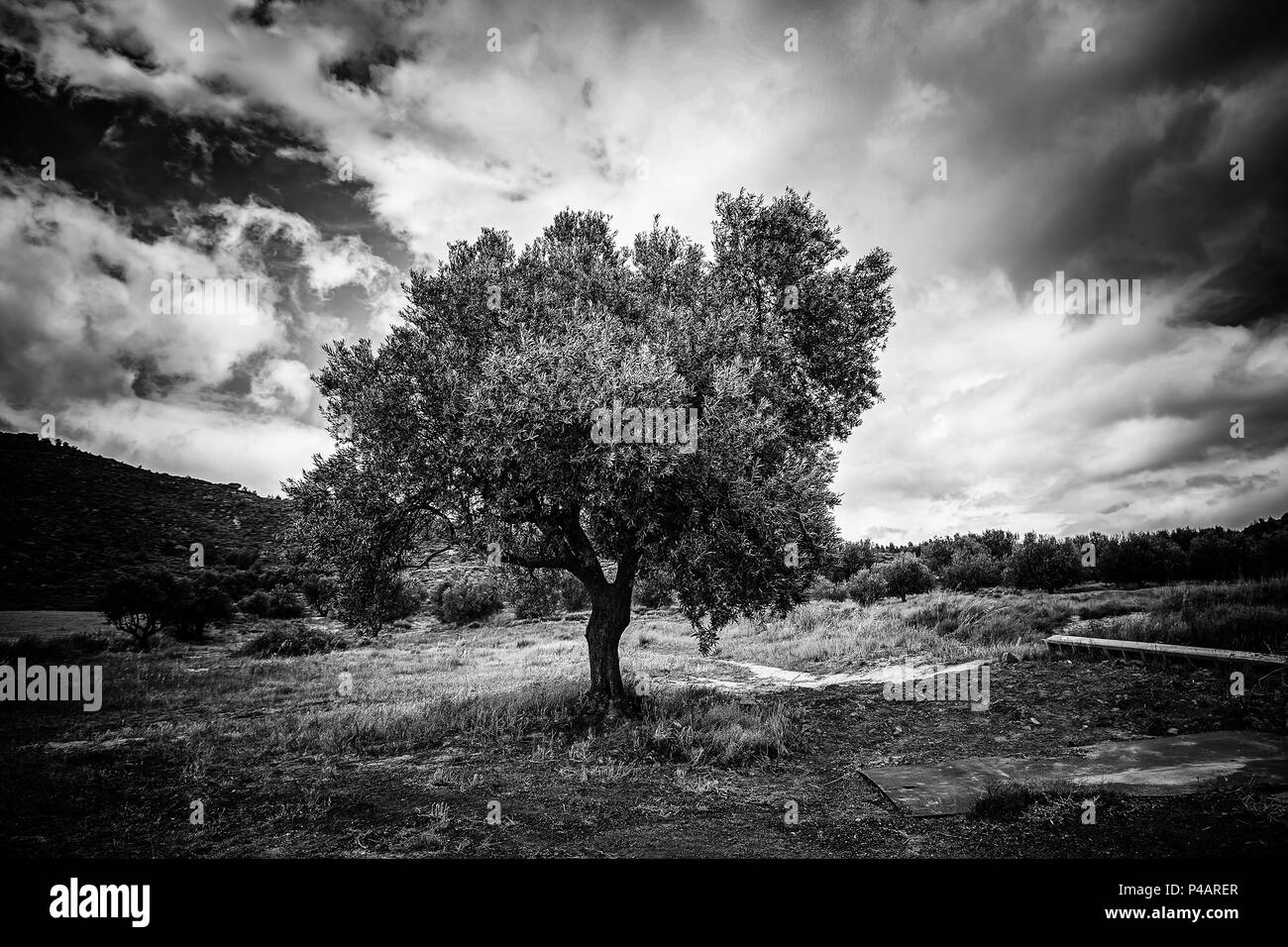 Olive tree olives in Black and White Stock Photos & Images - Alamy