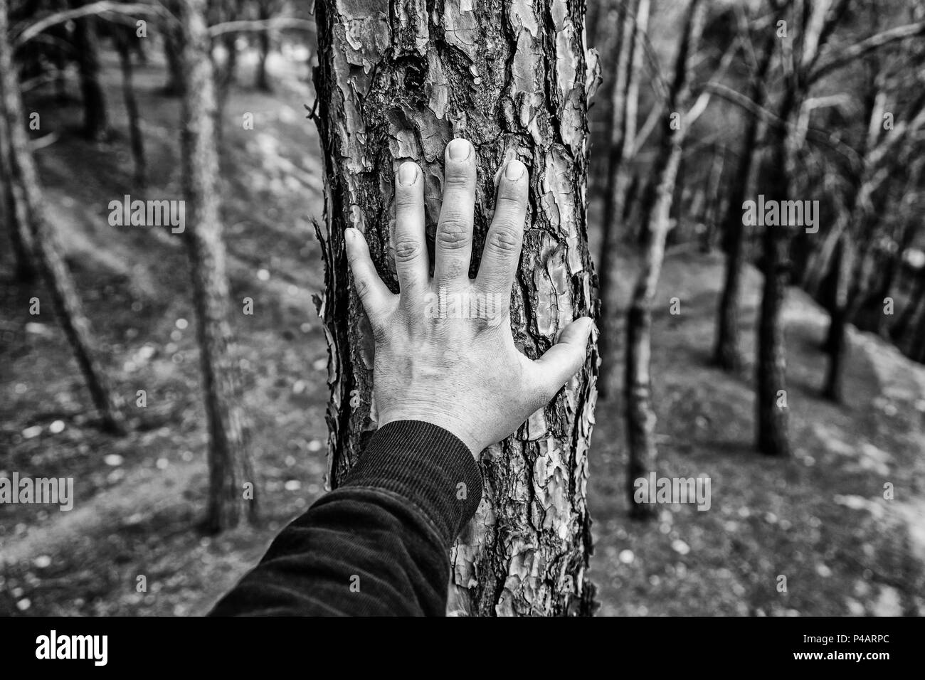 Male hand touching a tree, detail of love for nature, environment Stock ...
