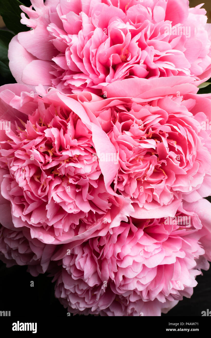 Beautiful flowers, peonies. Bouquet of pink peony background. Pink ...