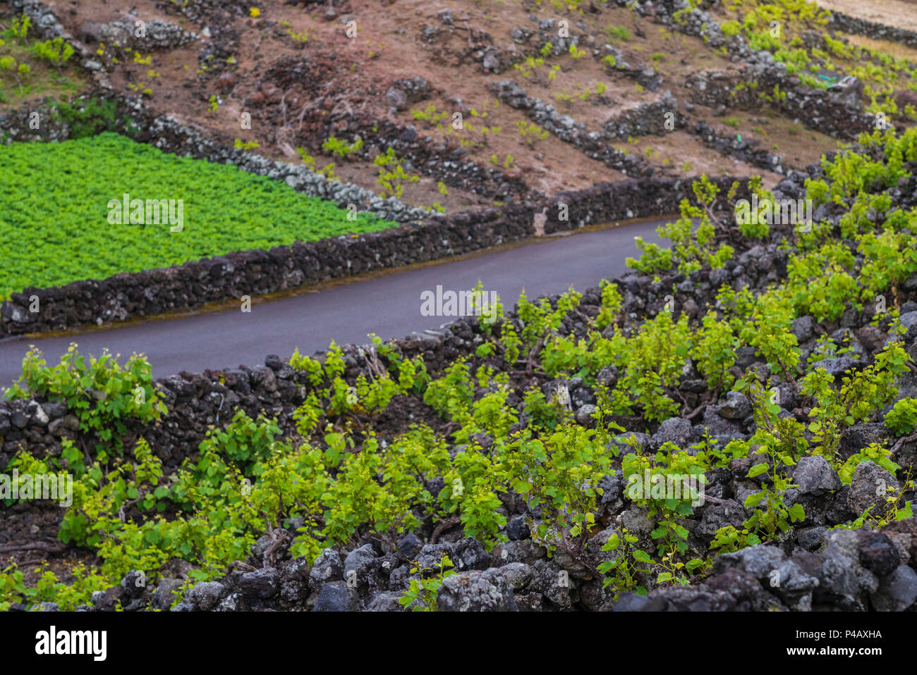 Portugal, Azores, Pico Island, Canto, volcanic rock vineyards Stock ...