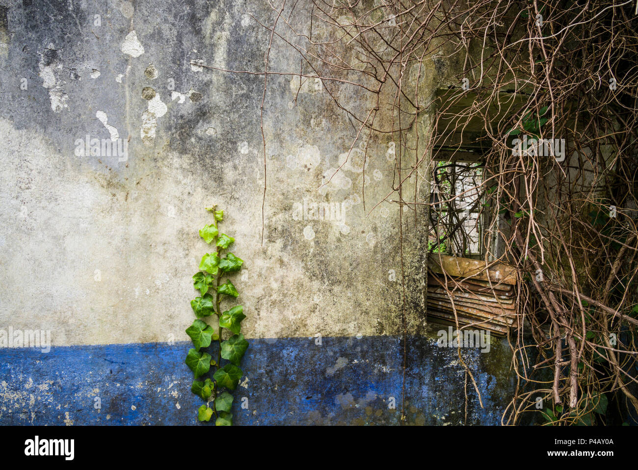 Portugal, Azores, Faial Island, Norte Pequeno, ruins of building ...