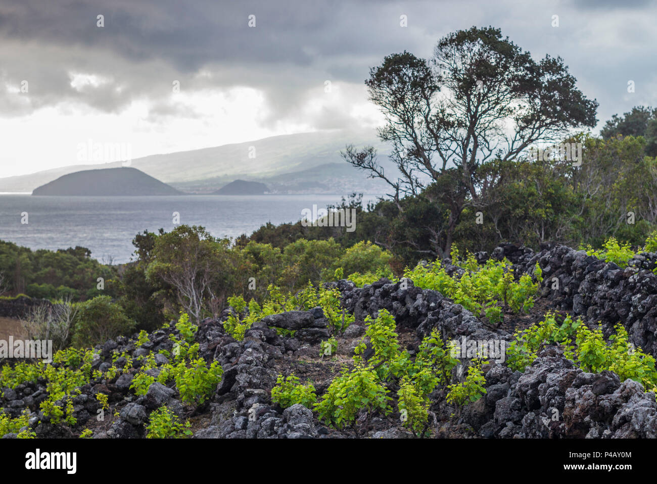 Portugal, Azores, Pico Island, Canto, volcanic rock vineyards Stock ...