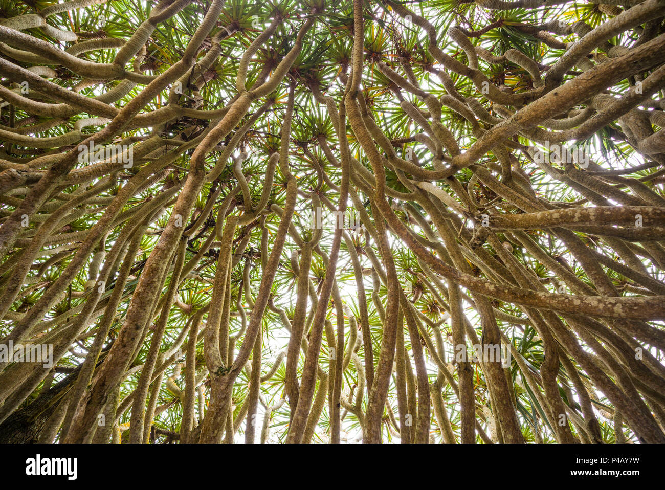 Portugal, Azores, Pico Island, Madalena, dragon tree Stock Photo - Alamy
