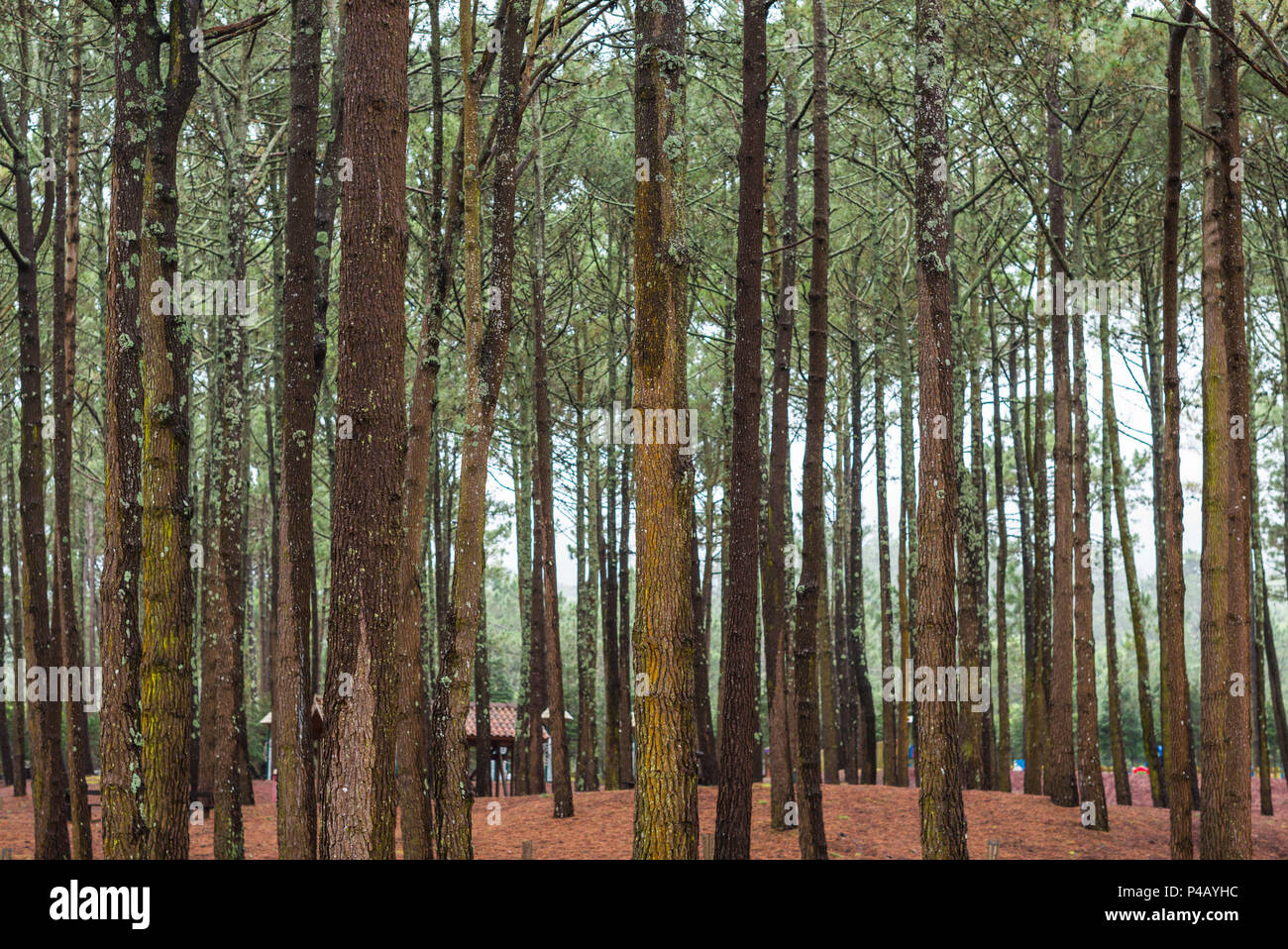 Reserva florestal de santa luzia hi-res stock photography and images ...