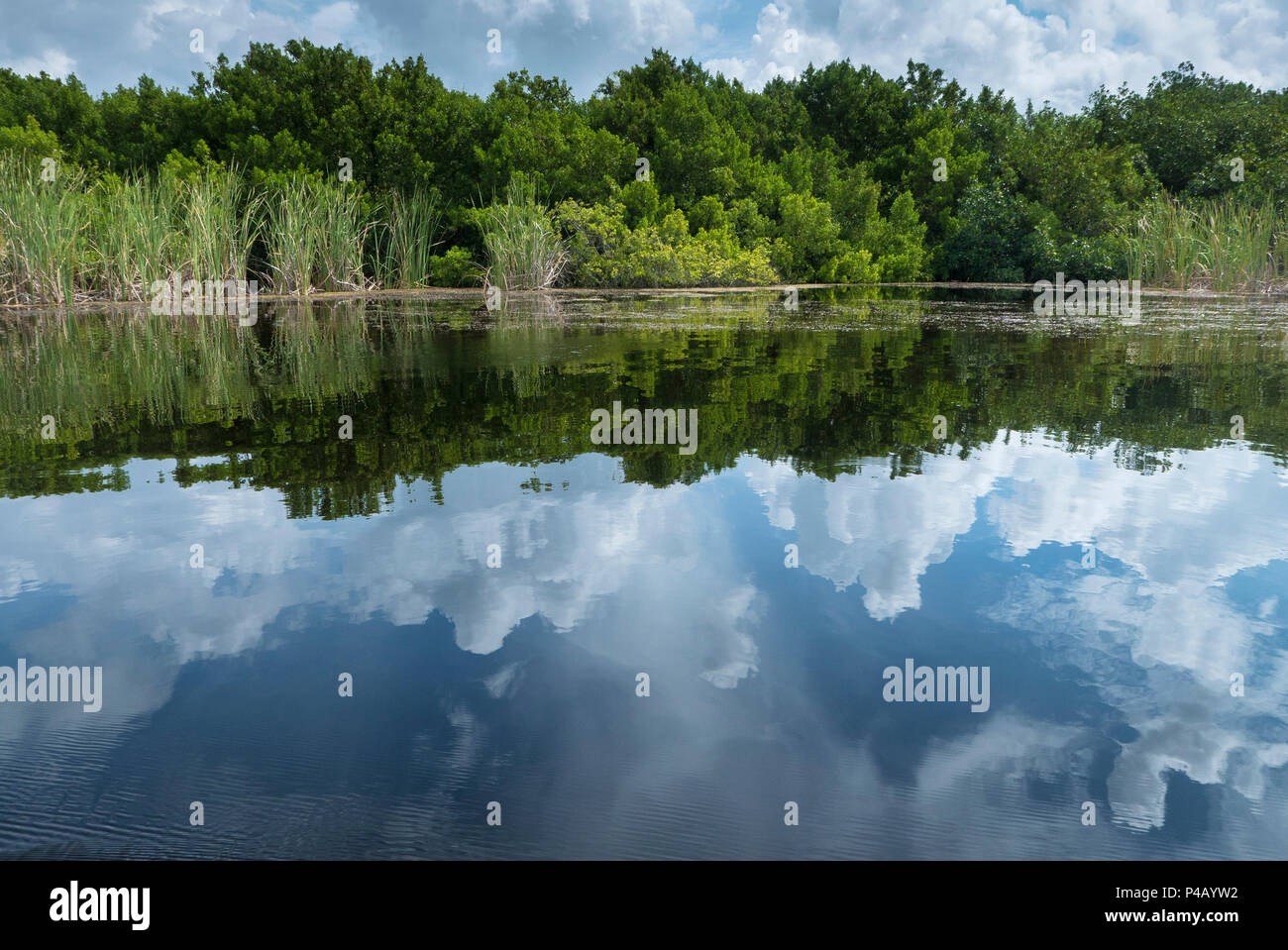 Wetlands surrounded by mangrove trees ,Everglades National Park, Miami ...