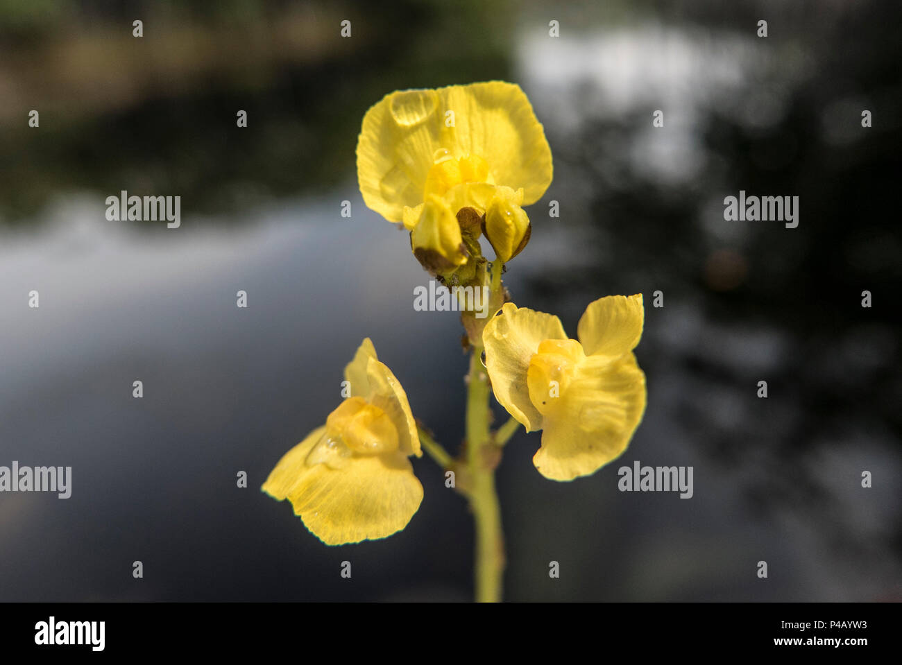 Yellow Bladderwort Utricularia macrorhiza flower ,Everglades National ...